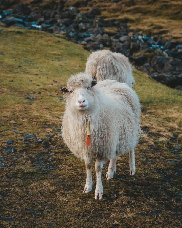 Faroe Islands: Interesting Facts About The Country You Don't Know ...